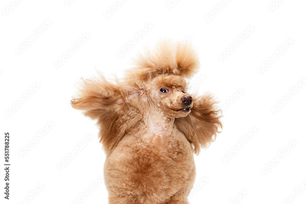 Portrait of cute purebred poodle posing isolated over white studio ...
