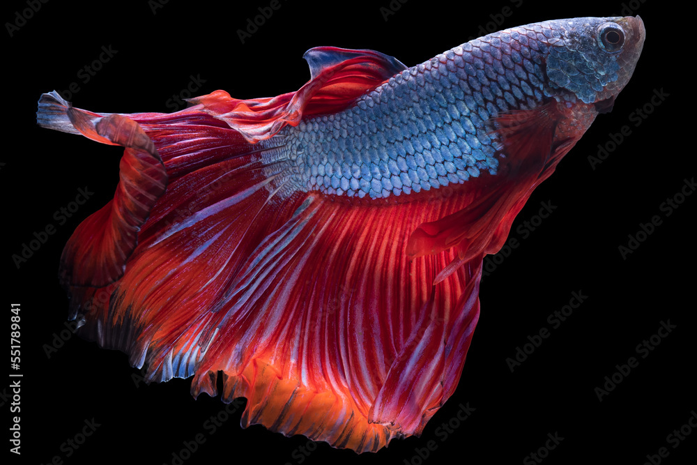 Beautiful movement of blue red betta fish, Siamese fighting fish, Betta ...
