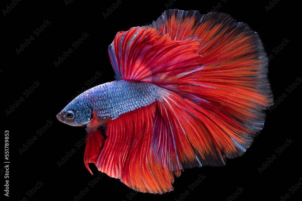 Beautiful movement of blue red betta fish, Siamese fighting fish, Betta ...