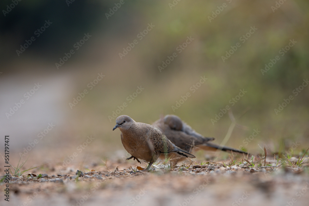 The zebra dove (Geopelia striata), also known as the barred ground dove ...