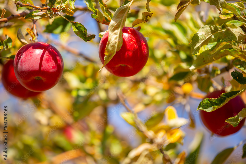 Harvest of apples on a plantation in the garden. Fruit trees with ...