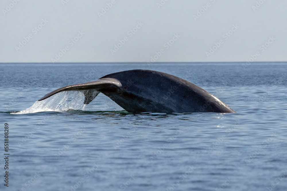 blue whale in loreto baja california mexico endangered biggest animal ...