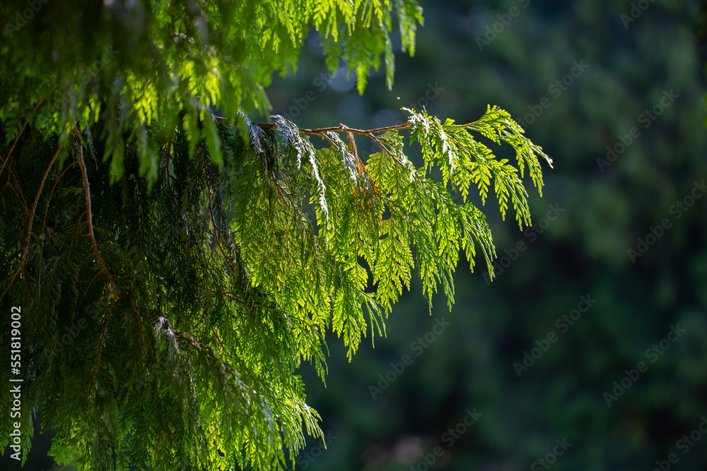 bright green leaves or foliage of cedar tree close up and backlit with ...