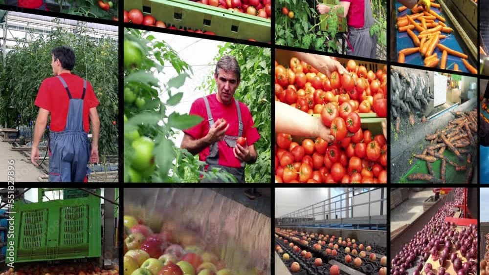 Food production and Sustainable Farming - Video Wall. Onions Sorting ...