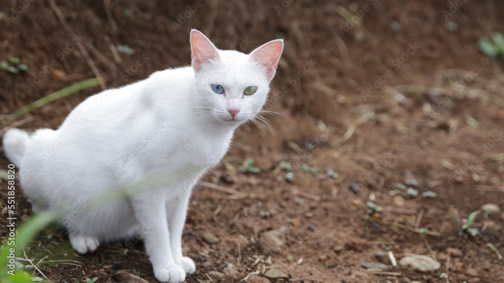 Odd eye cat is a type of cat that has two eyes with different colors ...