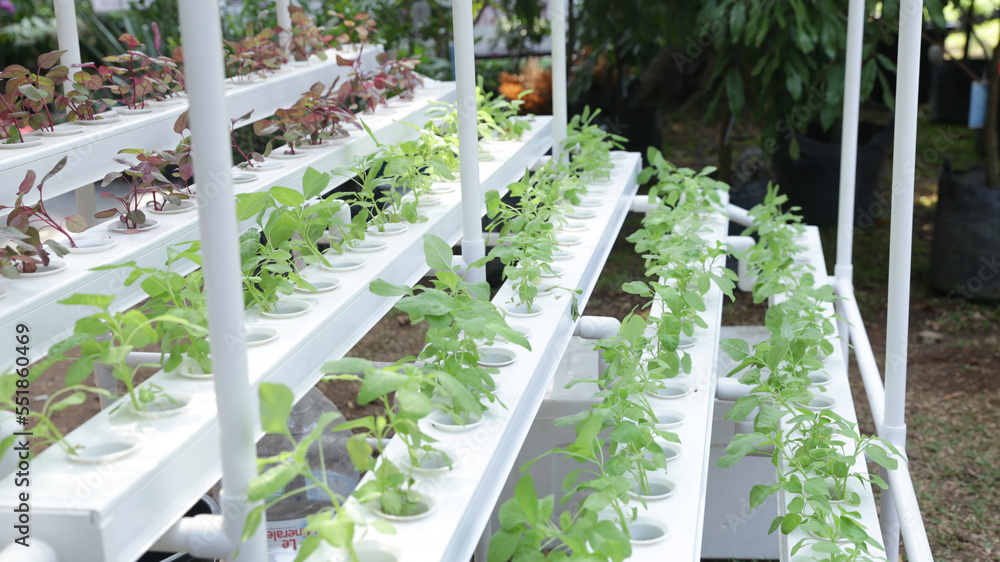 Green vegetable tree growing in hydroponic system flowing water and ...