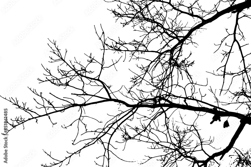 Tree branch silhouette on transparent background Stock Vector | Adobe Stock