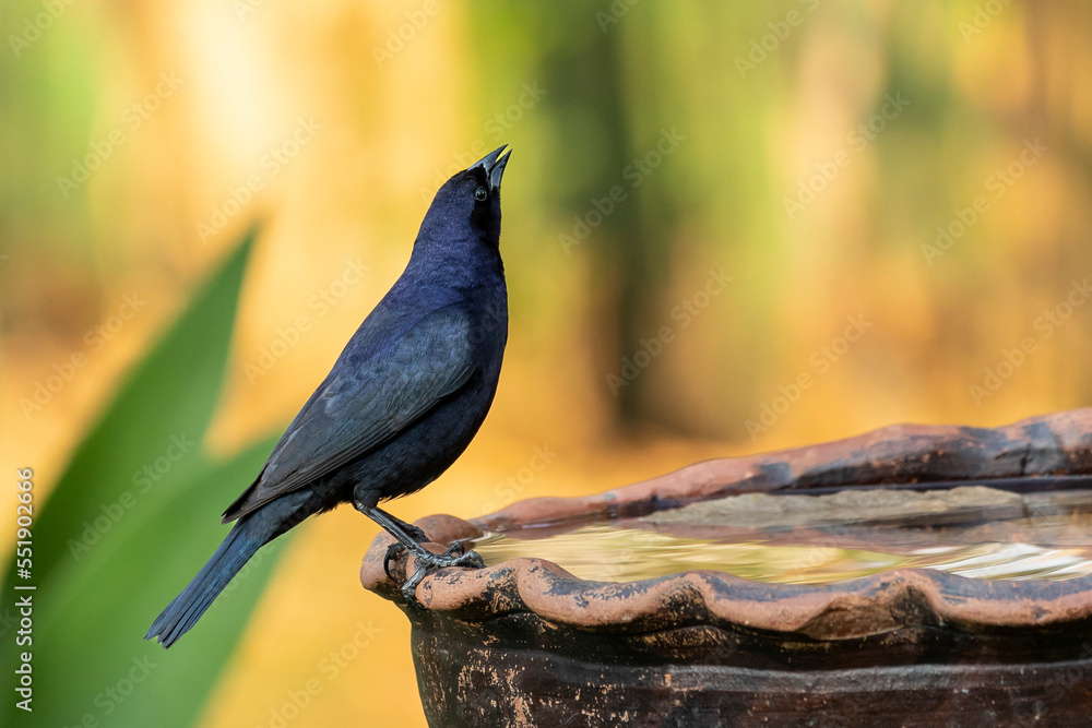 Foto de The Shiny Cowbird also Knows as Chupim or Mirlo drinking water ...