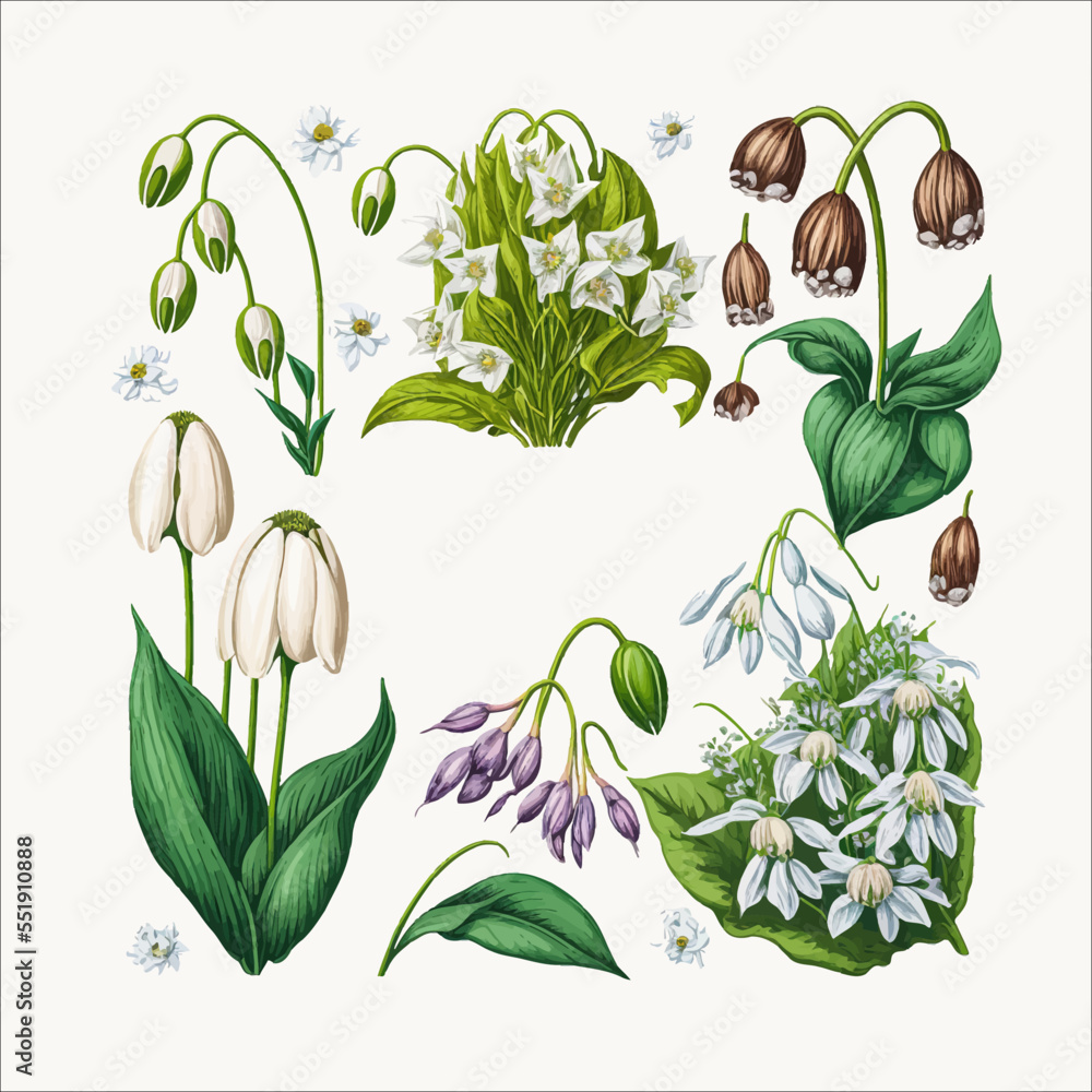 Realistic flower drawings. Retro botanical set with spring floral plant ...