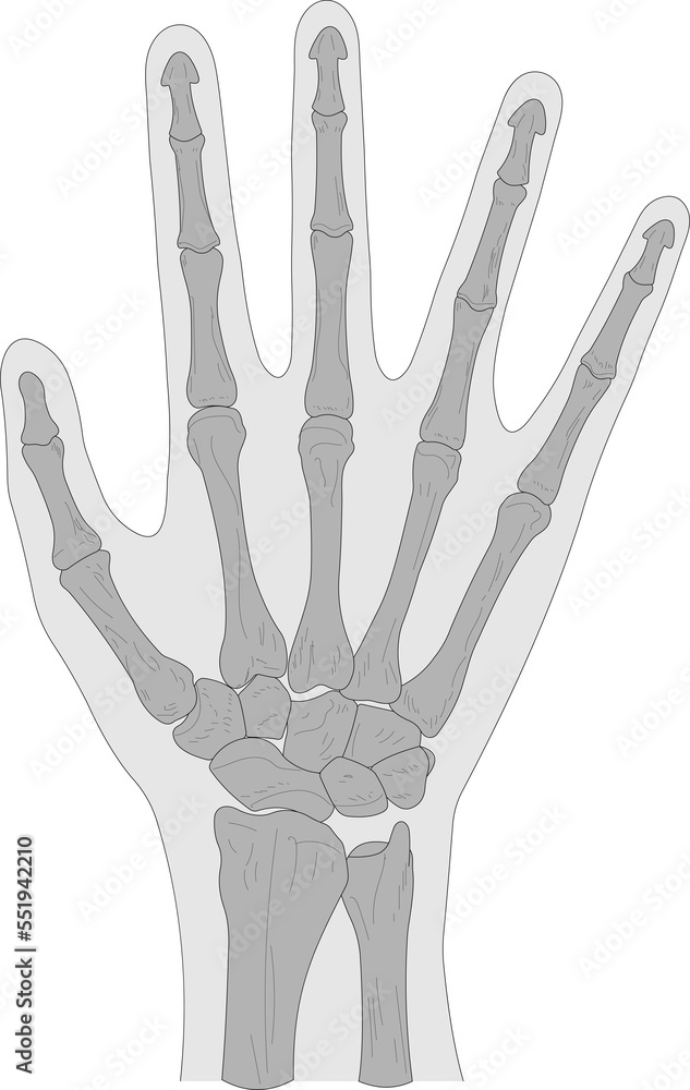 Bones of the right hand, dorsal (posterior) view Stock Illustration ...