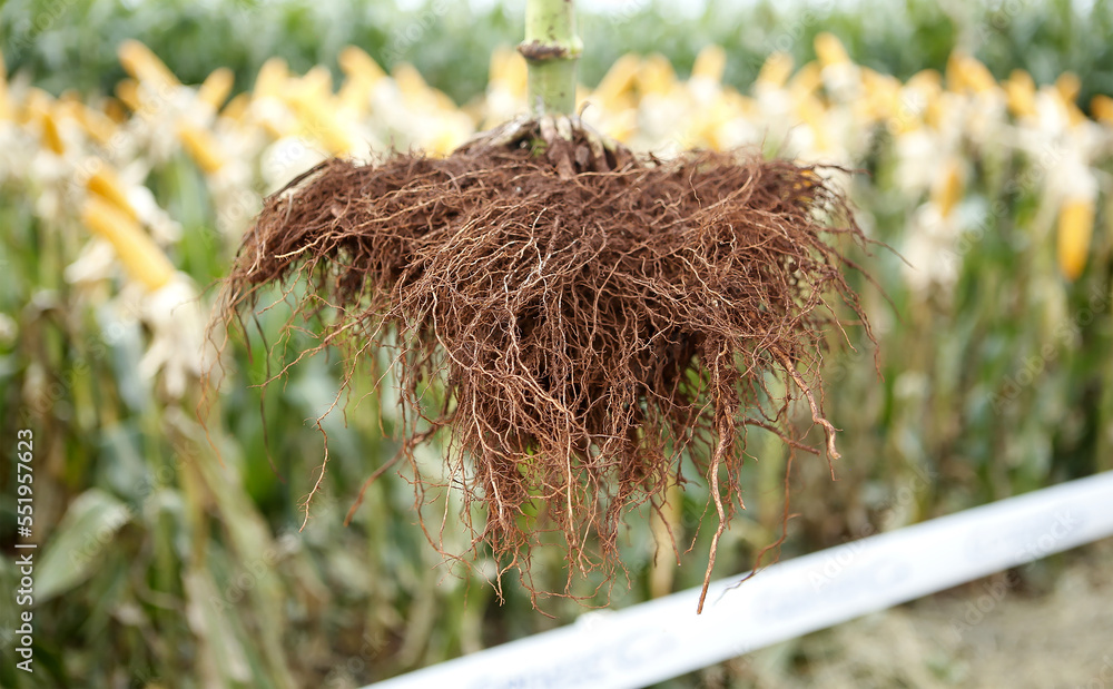 Raiz de uma planta de milho madura, sistema radicular do milho maduro ...