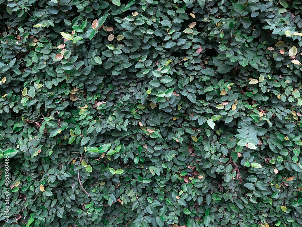 Vines on the walls of the ficus pumila. Fumus pumila background and ...
