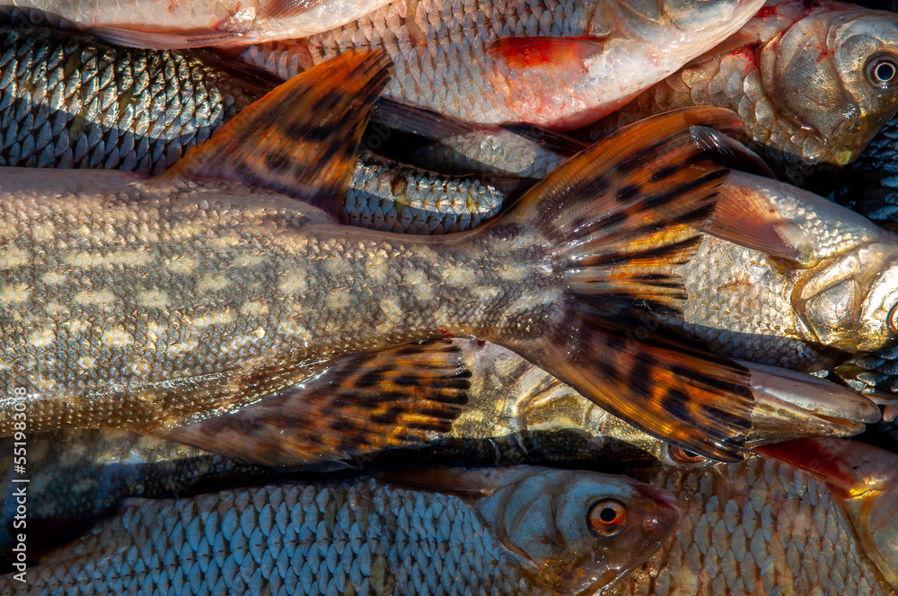 Lots of different fish caught in the boat. Fishing on the river in a ...