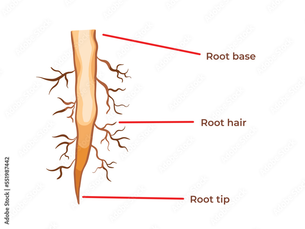 Plant root structure from root base, hair, and tip vector illustration ...