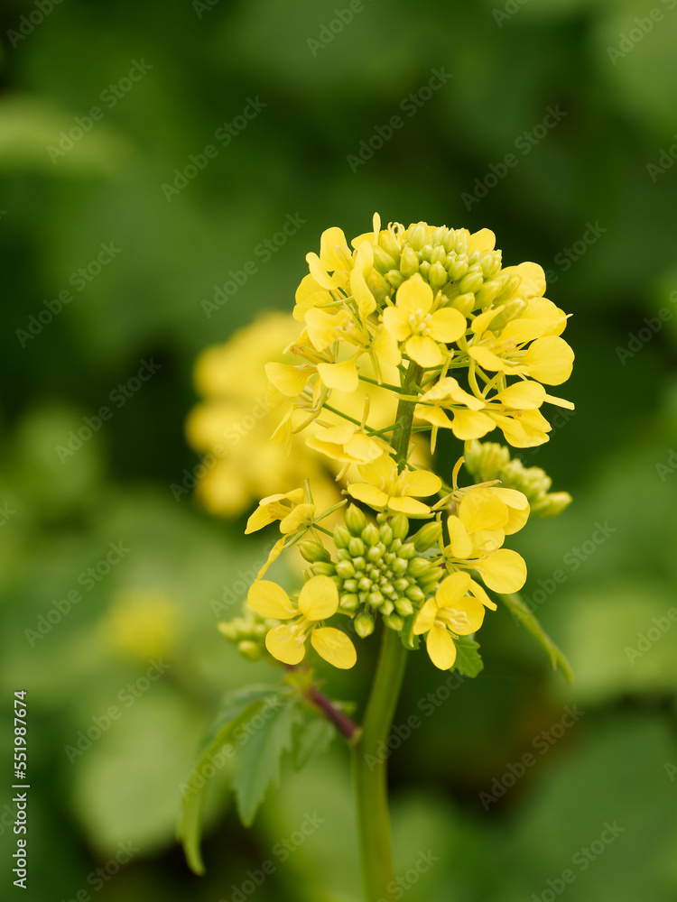 Close up on white mustard (Sinapis alba) with yellow inflorescence on ...
