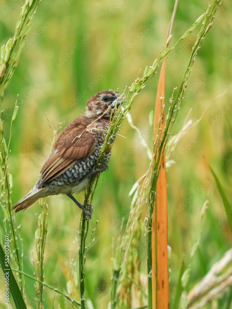 seed-eating birds, used to eat rice in the fields Stock Photo | Adobe Stock