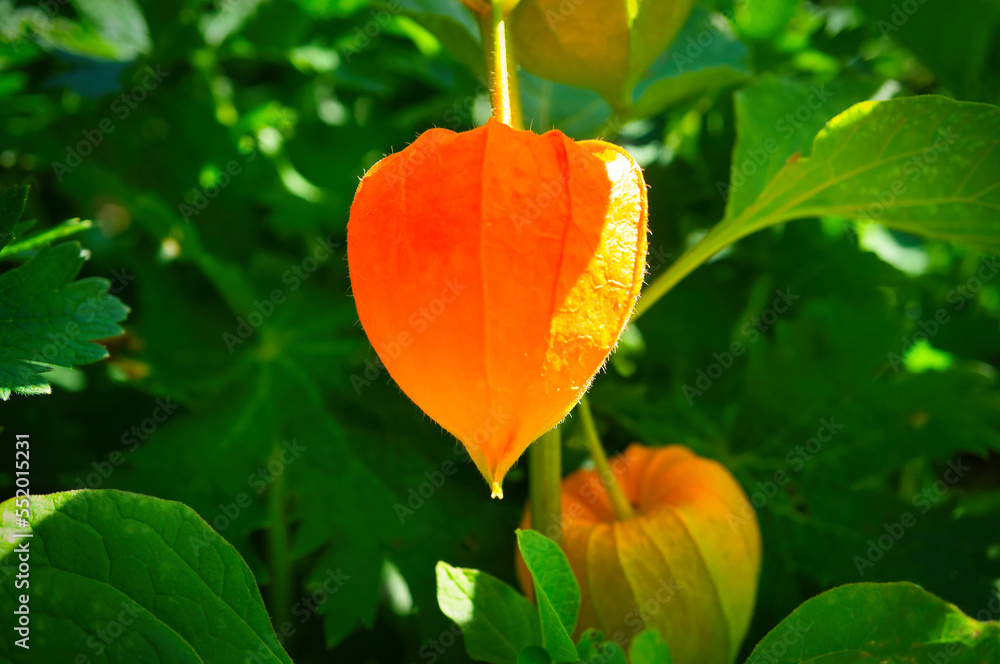 Physalis, cape gooseberry hangs on the bush. Orange fruit with green ...