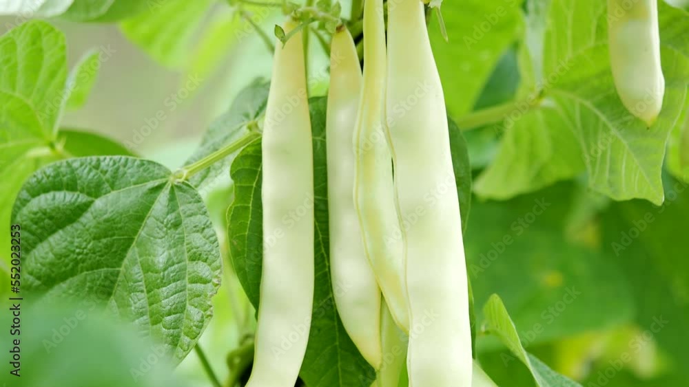 Ripe kidney bean growing on farm in 4K VIDEO. Bush with bunch of pods ...