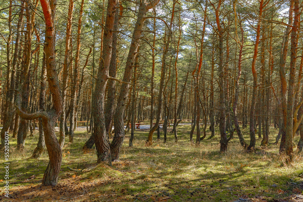Dancing forest is sight of Curonian Spit national park in Kaliningrad ...