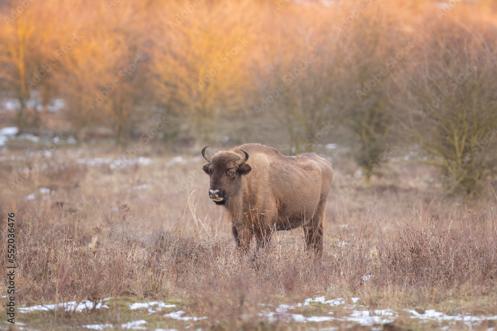 Herd of european bison hides in the bushes. Wood bison during winter ...