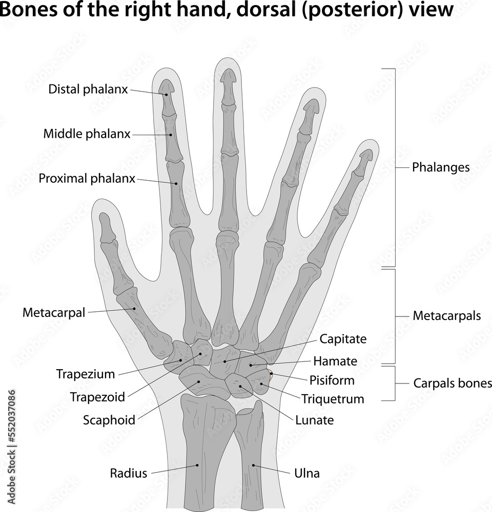 Bones of the right hand, dorsal (posterior) view Stock Illustration ...