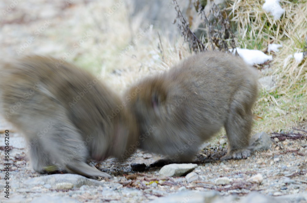 Young Japanese macaques Macaca fuscata playing. Picture blur to suggest ...