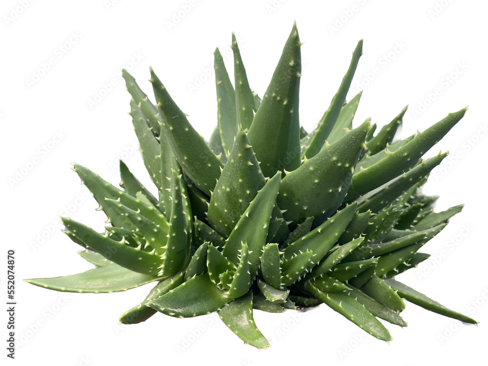 aloe Stock Photo | Adobe Stock