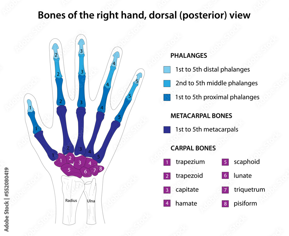 Bones of the right hand, dorsal (posterior) view Stock Vector | Adobe Stock