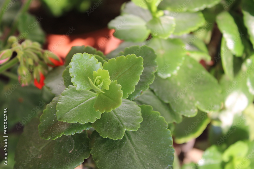 Kalanchoe blossfeldiana is an herbaceous and widely cultivated ...