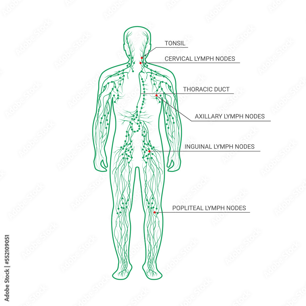 Photo The lymphatic system labeled on a male body, Evgenia | Posters ...