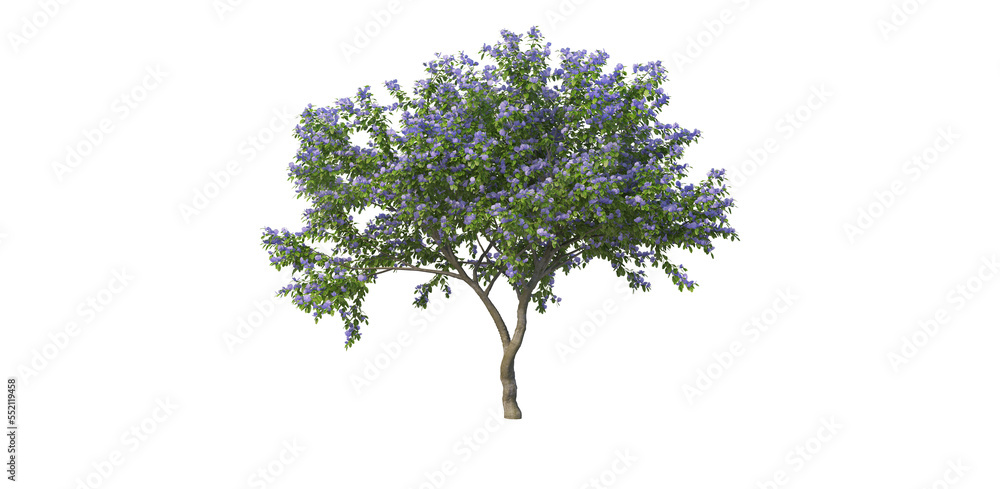 small tree png image_ small bush in transparent background_png flower ...
