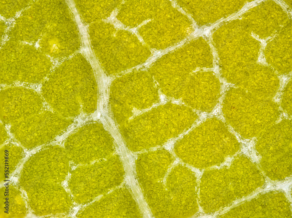 maple tree leaf in autumn under the microscope - fall leaf under the ...