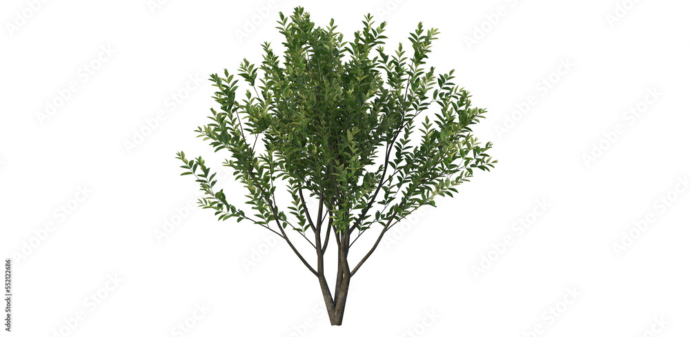 small tree png image_ small bush in transparent background_png flower ...