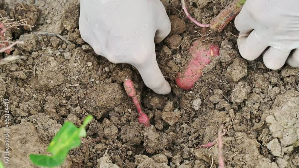 Farmer while digging sweet potatoes from underground. Sweet potatoes ...