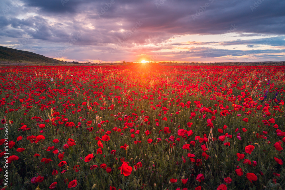 Blooming field of red flowers Stock Photo | Adobe Stock
