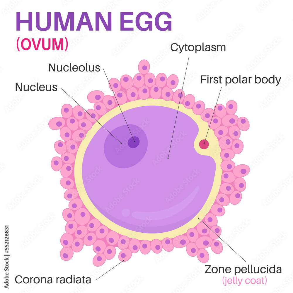 ภาพประกอบสต็อก The egg cell is the female reproductive cell. ภาพ ...