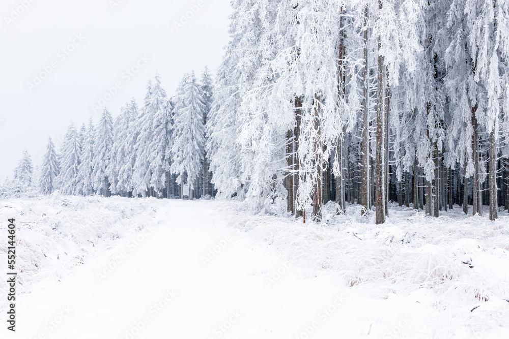 Fresh snow fall in the high fens of Baraque Michel of the Belgium ...
