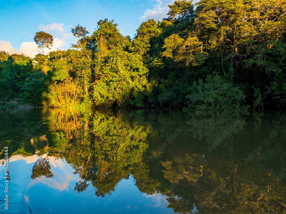 Amazonia - wall of green tropical forest of the Amazon jungle, green ...