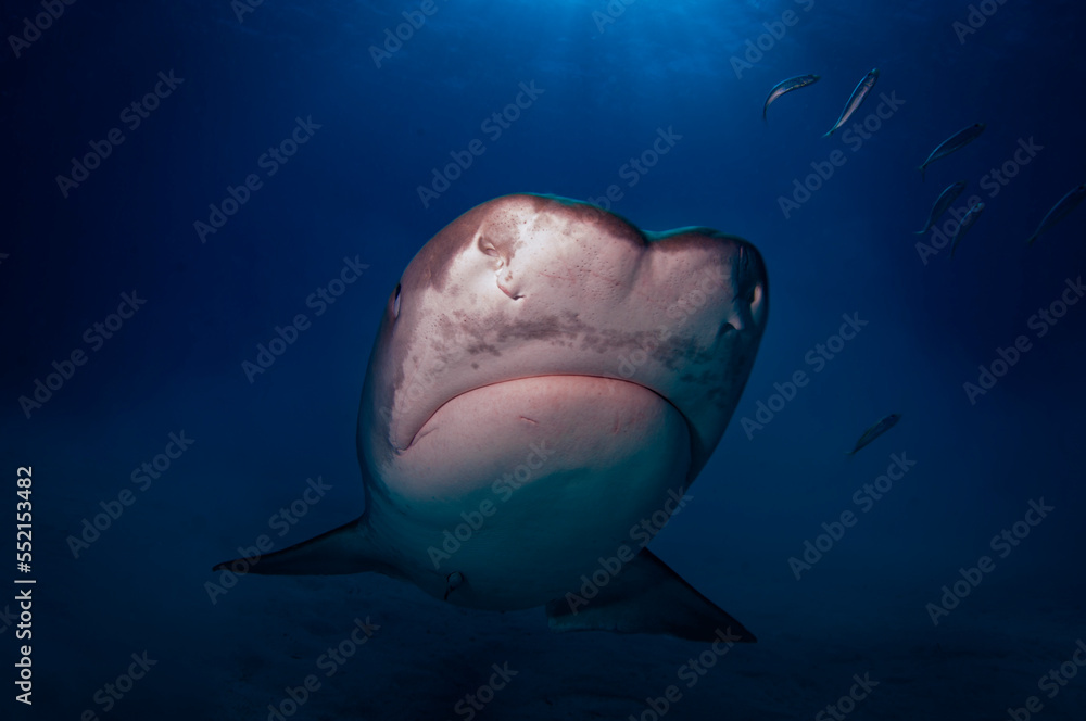 There are several individual tiger sharks at Tiger Beach that can be ...