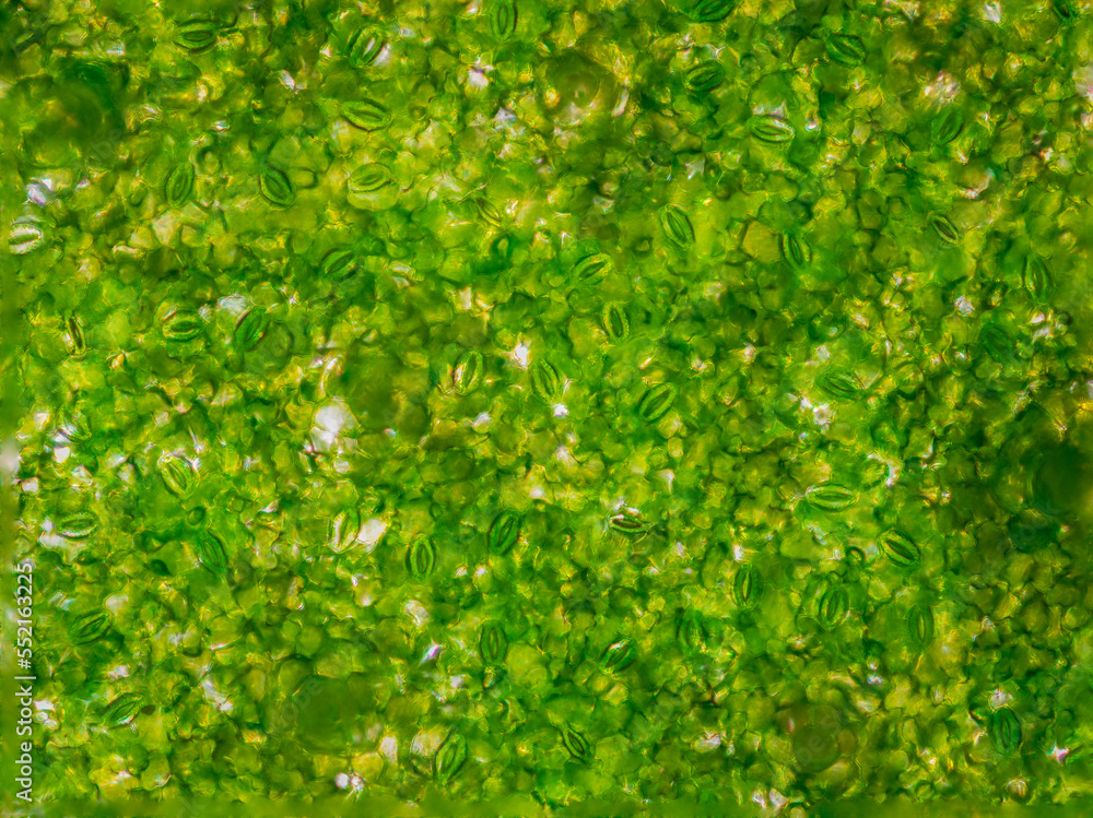 Geranium leaf under the microscope showing stomata - optical microscope ...