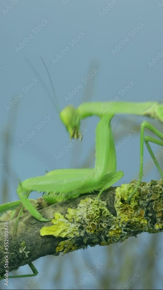 Vertical video, Cose-up of Sexual cannibalism, large female green ...