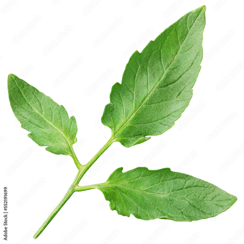 Tomato leaf isolated on transparent background Stock Photo | Adobe Stock