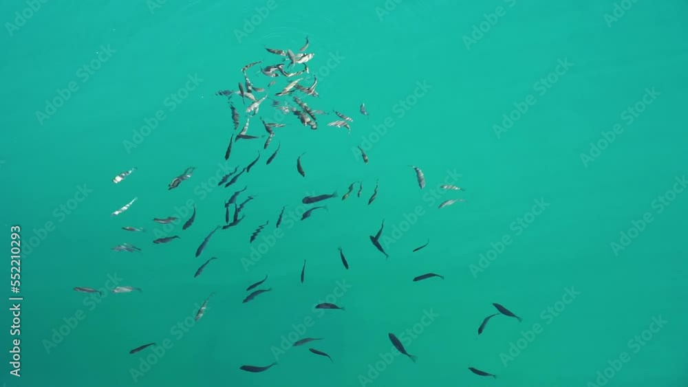 Group of small fish swims under the sea turquoise water in the rays of ...