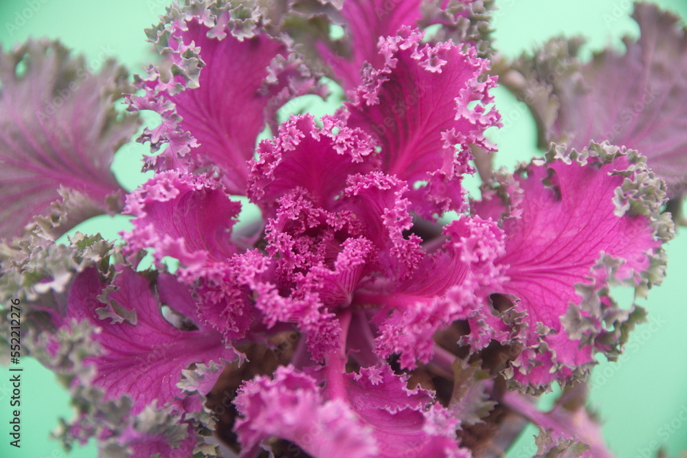Foliage of Kale, or leaf cabbage, belongs to a group of cabbage ...