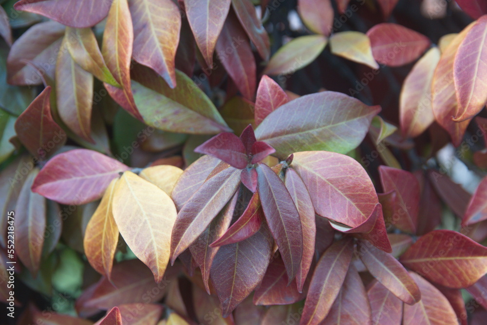 Foto de Colorful winter foliage of confederate jasmine, southern ...