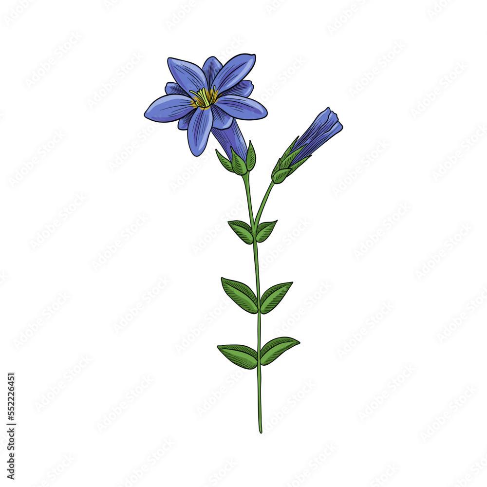 vector drawing plant of Gentiana loureiroi, herb of traditional chinese ...