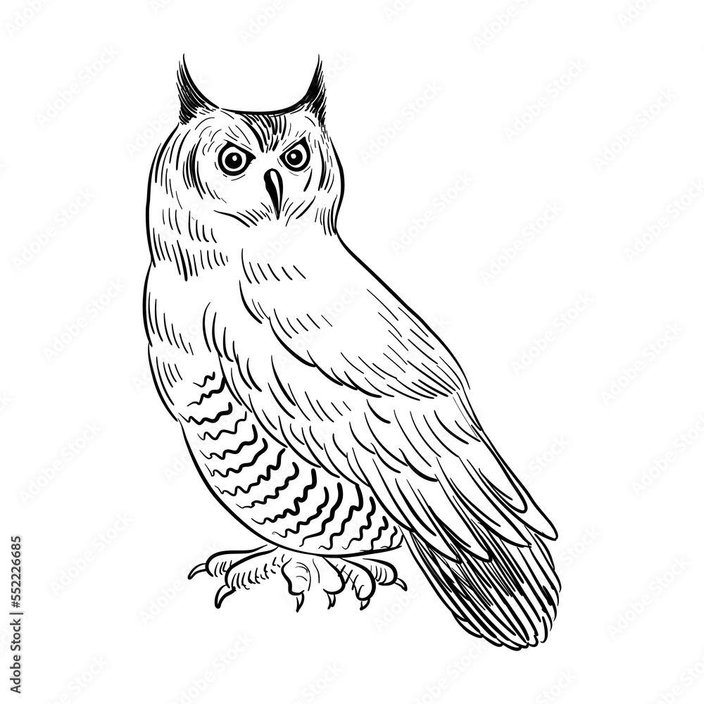 vector drawing sketch of bird, Eurasian eagle-owl ,Bubo bubo, hand ...