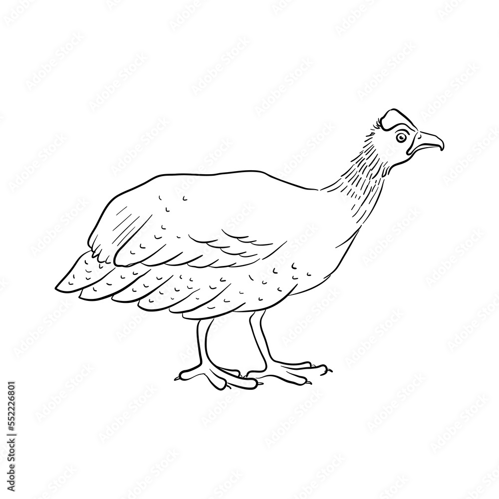 vector drawing sketch of domestic turkey, hand drawn bird, isolated ...