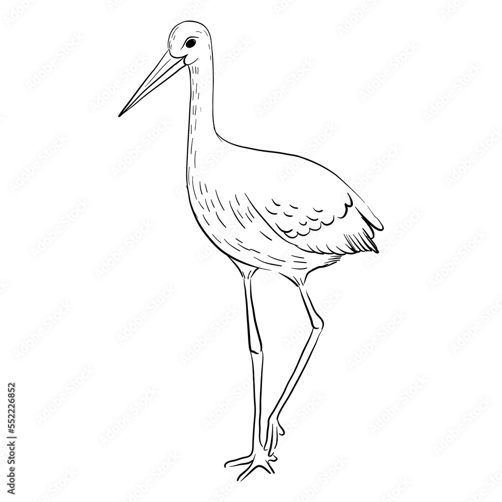 vector drawing sketch of bird, white stork, hand drawn ciconia ...