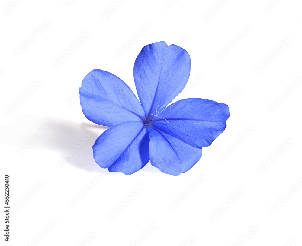 Single Blue Flowers